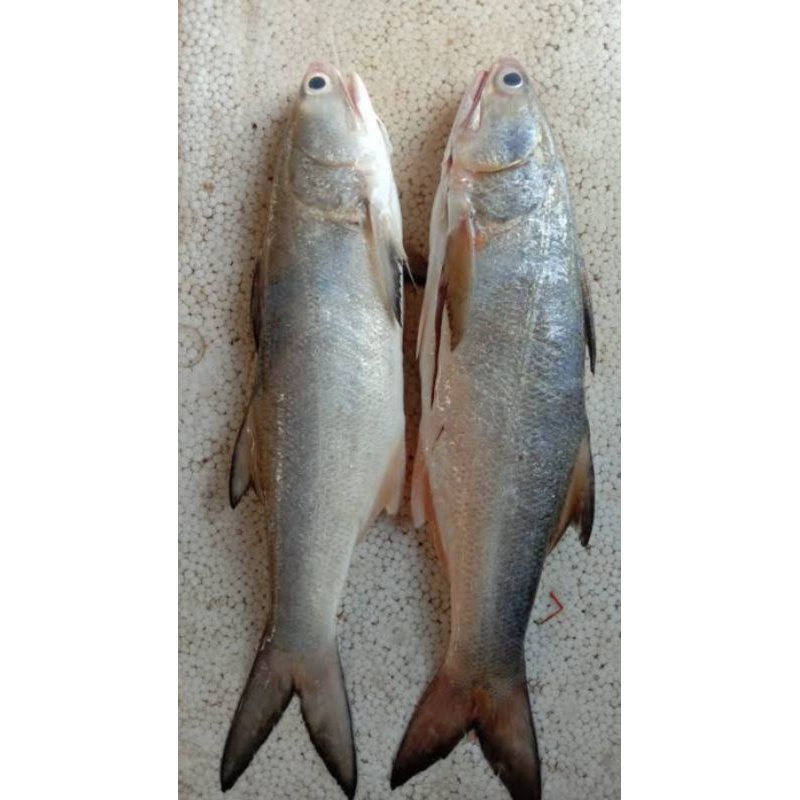 Jual IKAN KURO/SENANGIN SEGAR 1KG | Shopee Indonesia