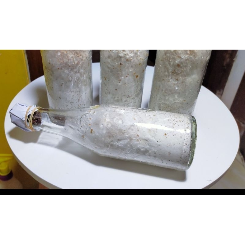 Jual F1 Bibit Jamur Tiram Coklat Mycota Shopee Indonesia