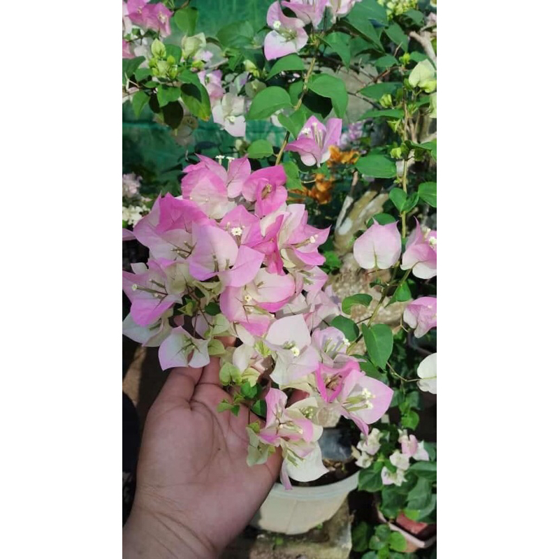 Jual Promo Tanaman Hias Bugenvil Bunga Kertas Bengawan Solo Shopee