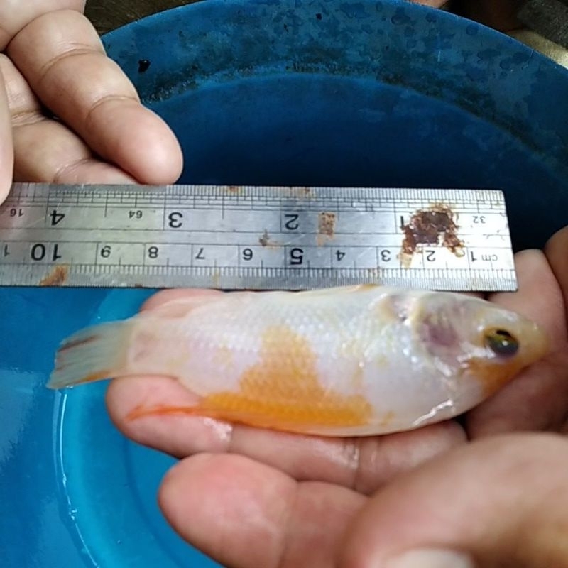 Jual Bibit ikan nila merah ukuran 8-10cm | Shopee Indonesia