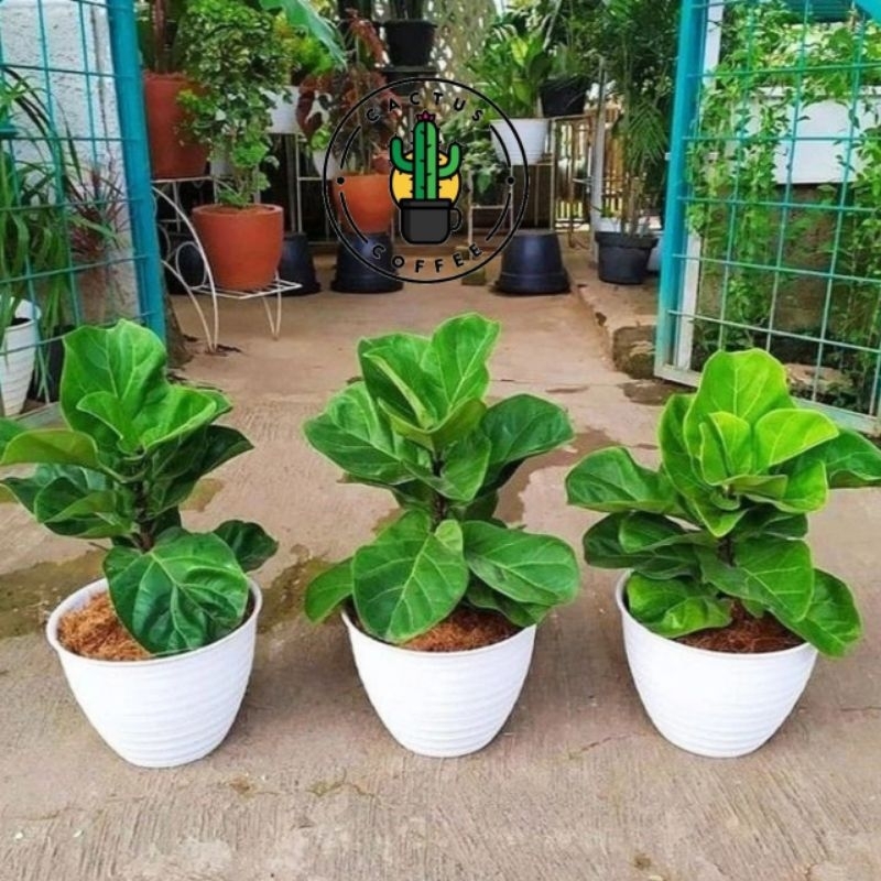 Jual Tanaman Hias Indoor Ketapang Biola Cantik / Pohon Ketapang Biola ...