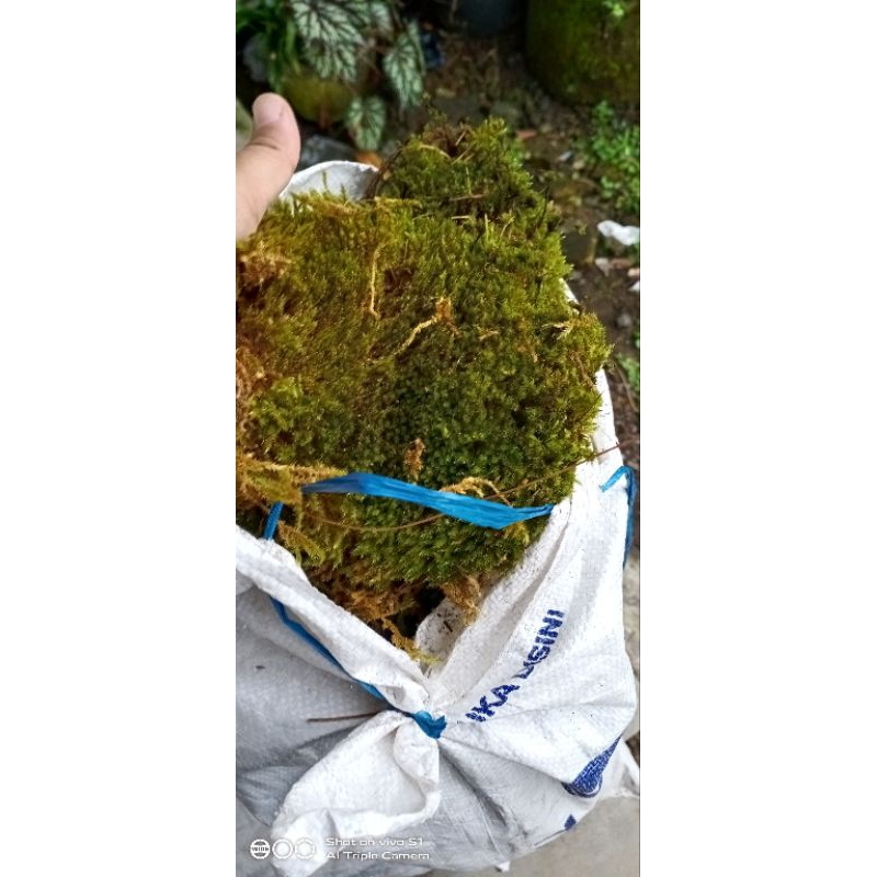 Jual lumut 1kg | Shopee Indonesia