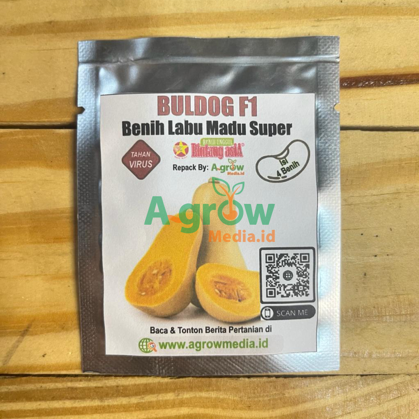 Jual 4 Benih F1 Labu Madu Butternut BULDOG F1 Bibit Biji Super Unggul ...
