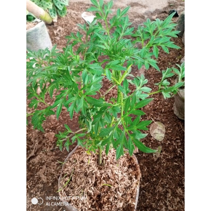 Jual tanaman pohon sayur kenikir herbal/Randa midang/ramidang | Shopee ...