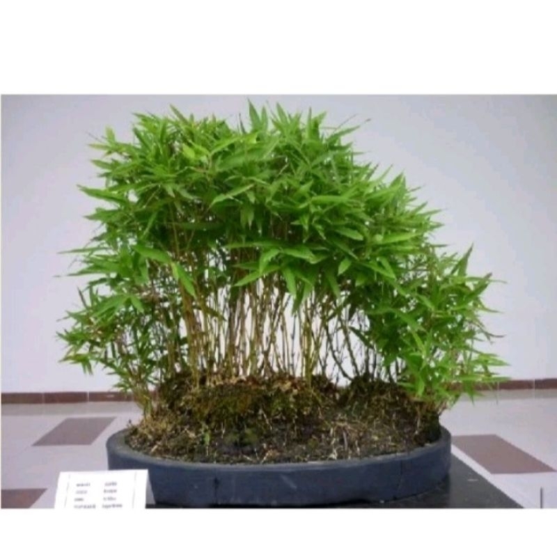 Jual Tanaman Hias Bambu Micro / Bambu thailand | Shopee Indonesia