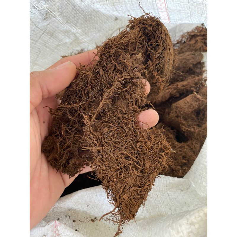 Jual Akar Kadaka 1 Kg | Shopee Indonesia