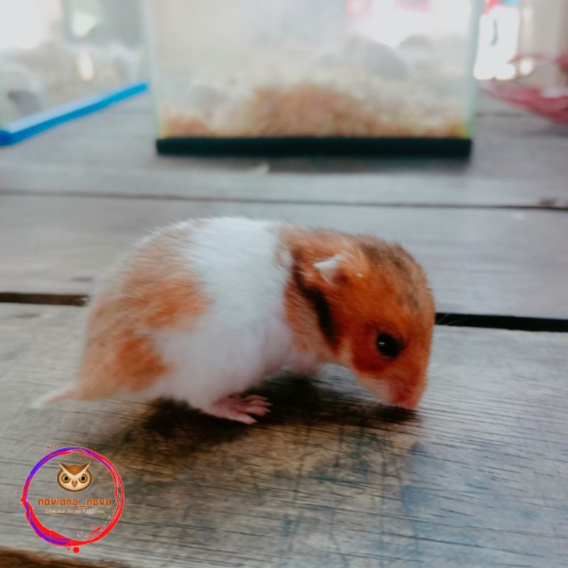 Jual HAMSTER SYRIAN SURIAH EMAS TIKUS HIAS SHORT LONG HAIR JANTAN ...