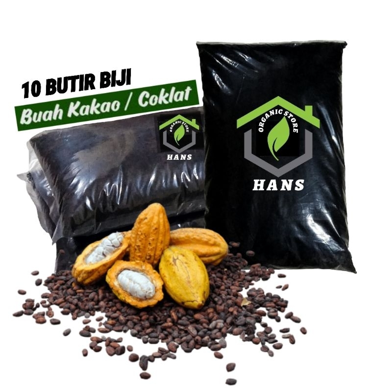 Jual Benih Biji Buah kakao coklat - Benih kakao coklat 10 Butir ...