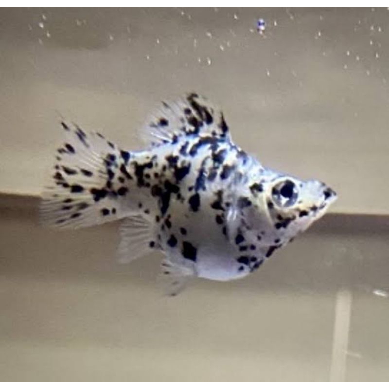 Jual Molly Marble Balon / Moly Dalmation / Ikan Hias Air Tawar ...