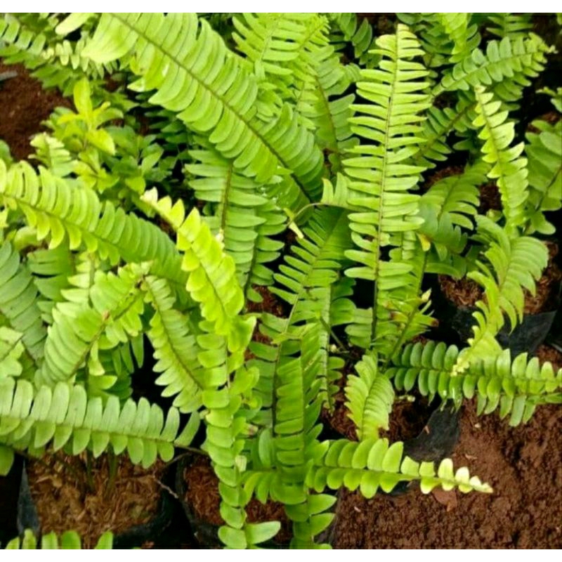 Jual Tanaman Hias Pakis Kelabang / Tanaman Paku Pakuan / Paku Gunung ...