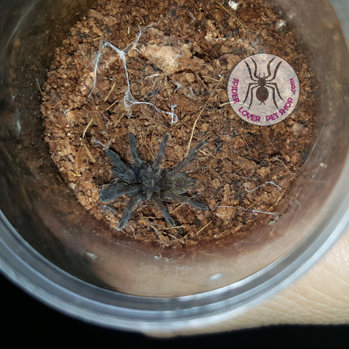 Jual AUGACEPHALUS EZENDAMI SLING UNSEX TARANTULA | Shopee Indonesia