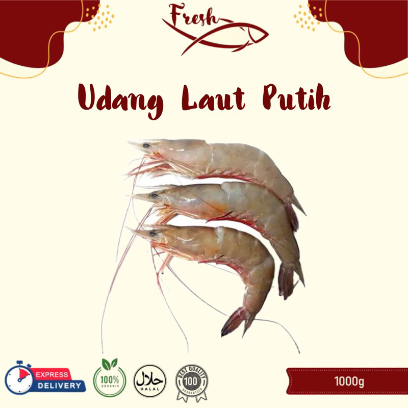Jual UDANG LAUT PUTIH/UDANG DOGOL FRESH 1kg | Shopee Indonesia