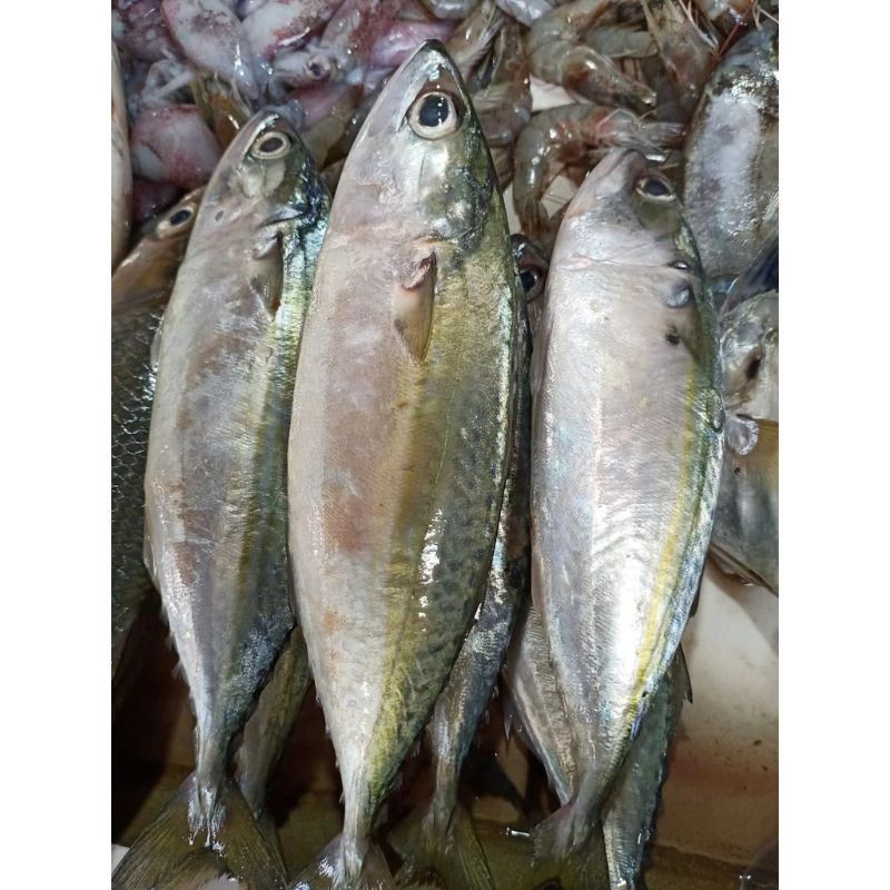 Jual Ikan kembung segar 500gr | Shopee Indonesia