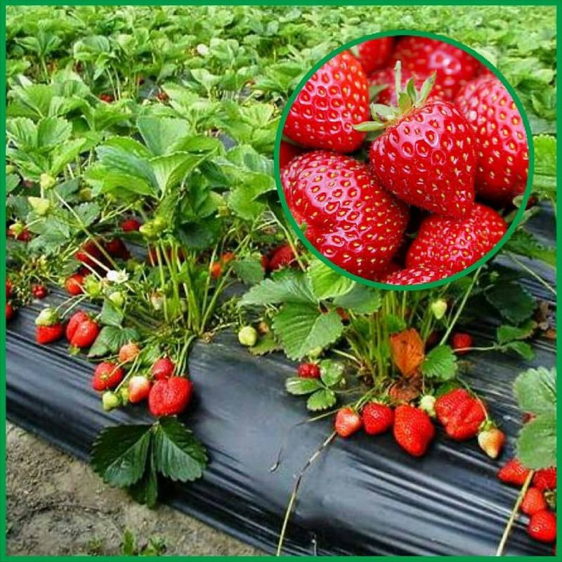 Jual Tanaman strobery California Berbuah | Shopee Indonesia