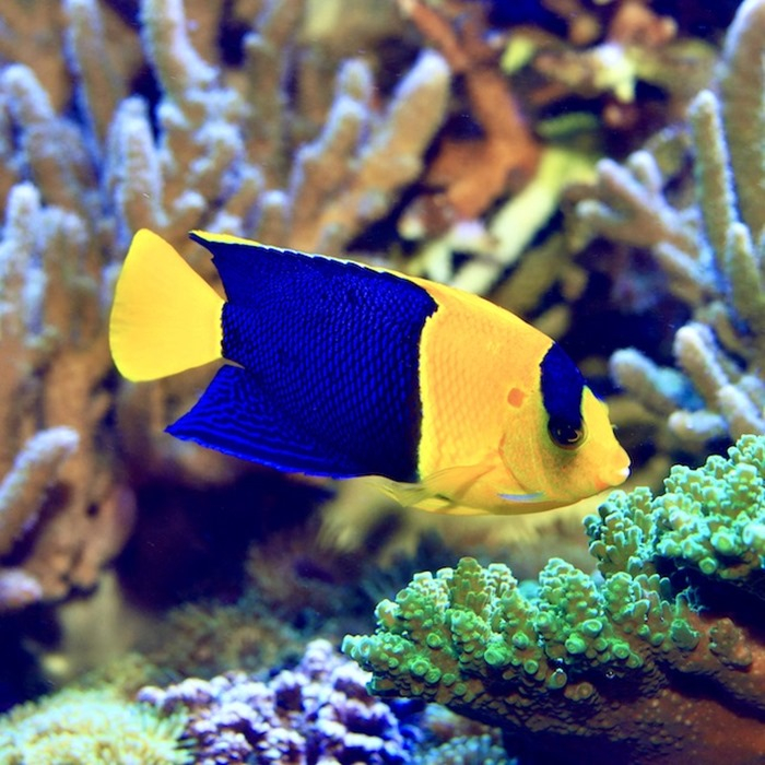 Jual Ikan Angel BK / Bicolor Angelfish / Air Laut / Tankmate Nemo ...
