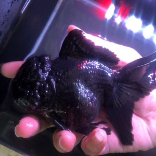 Jual Ikan Mas Koki Oranda Black Hitam HIGH QUALITY / Ikan Koki Black ...