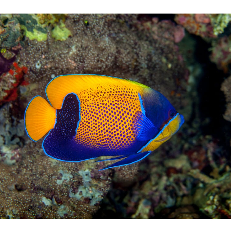 Jual Ikan Angel Piyama / Majestic Angelfish / Air Laut / Tankmate Nemo ...