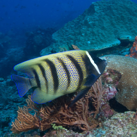 Jual Ikan Angel Kalong / Six Bar Angelfish / Air LAut / Tankmate Nemo ...