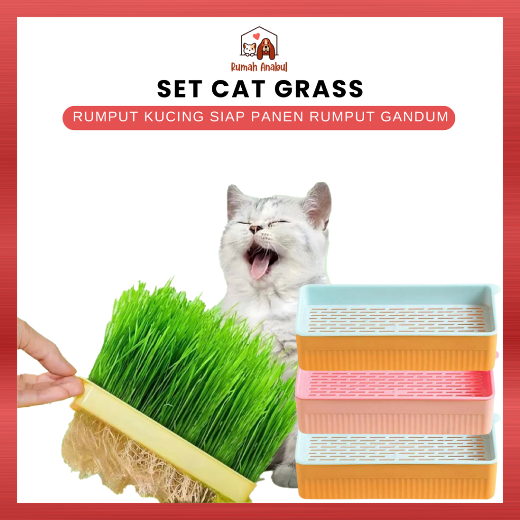 Jual RUMPUT KUCING SIAP PANEN WHEATGRASS RUMPUT GANDUM - 1 Set Cat ...