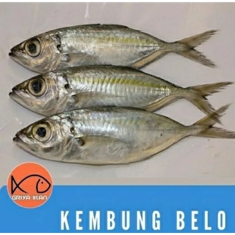 Jual IKAN KEMBUNG MATA BELO fresh 500gr | Shopee Indonesia