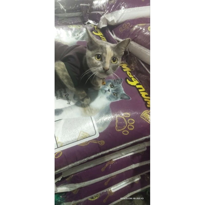 Jual CLUMPING CAT LITTER MAGNUM GUMPAL WANGI | Shopee Indonesia