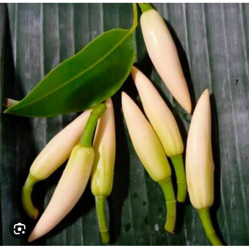 Jual Bunga Kembang Kantil Segar Cempaka Putih 11 Kuncup Fresh Baru ...