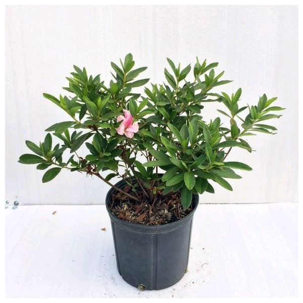 Jual Tanaman Hias Hidup Bunga Azalea Aztec - Bunga Hidup Saliyah Aztec ...