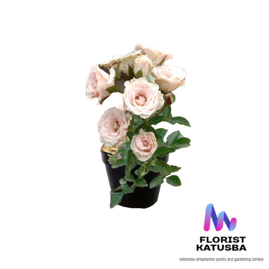 Jual tanaman hias bunga mawar import lydia murah | Shopee Indonesia