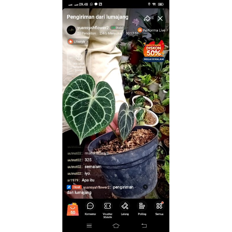 Jual clarinervium matuda | Shopee Indonesia