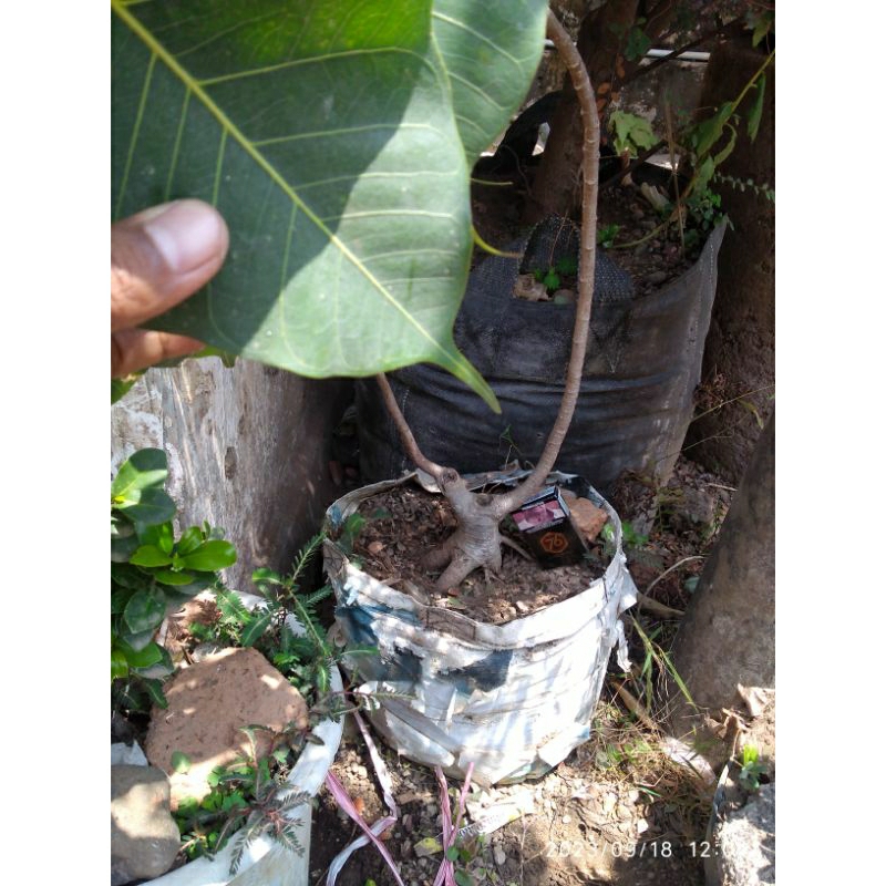 Jual Bonsai Pohon Bodhi Ficus Religiosa The Maxx & Mustam | Shopee ...