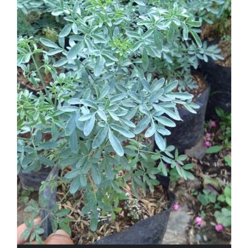 Jual Tanaman Toga Herbal Daun Inggu (Ruta graveolens) Kaya Akan Manfaat ...