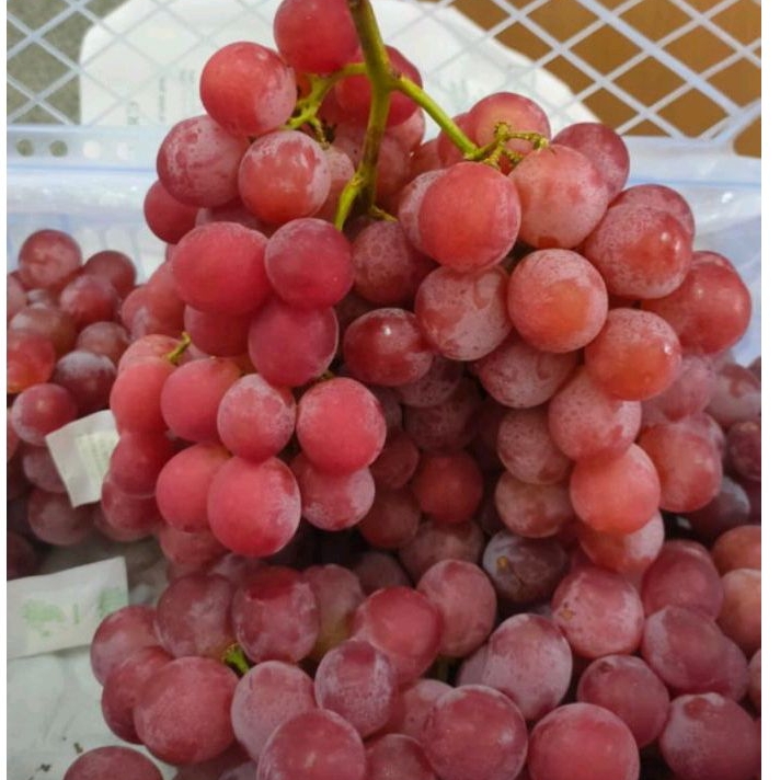 Jual Buah anggur red globe manis fresh 500gr | Shopee Indonesia