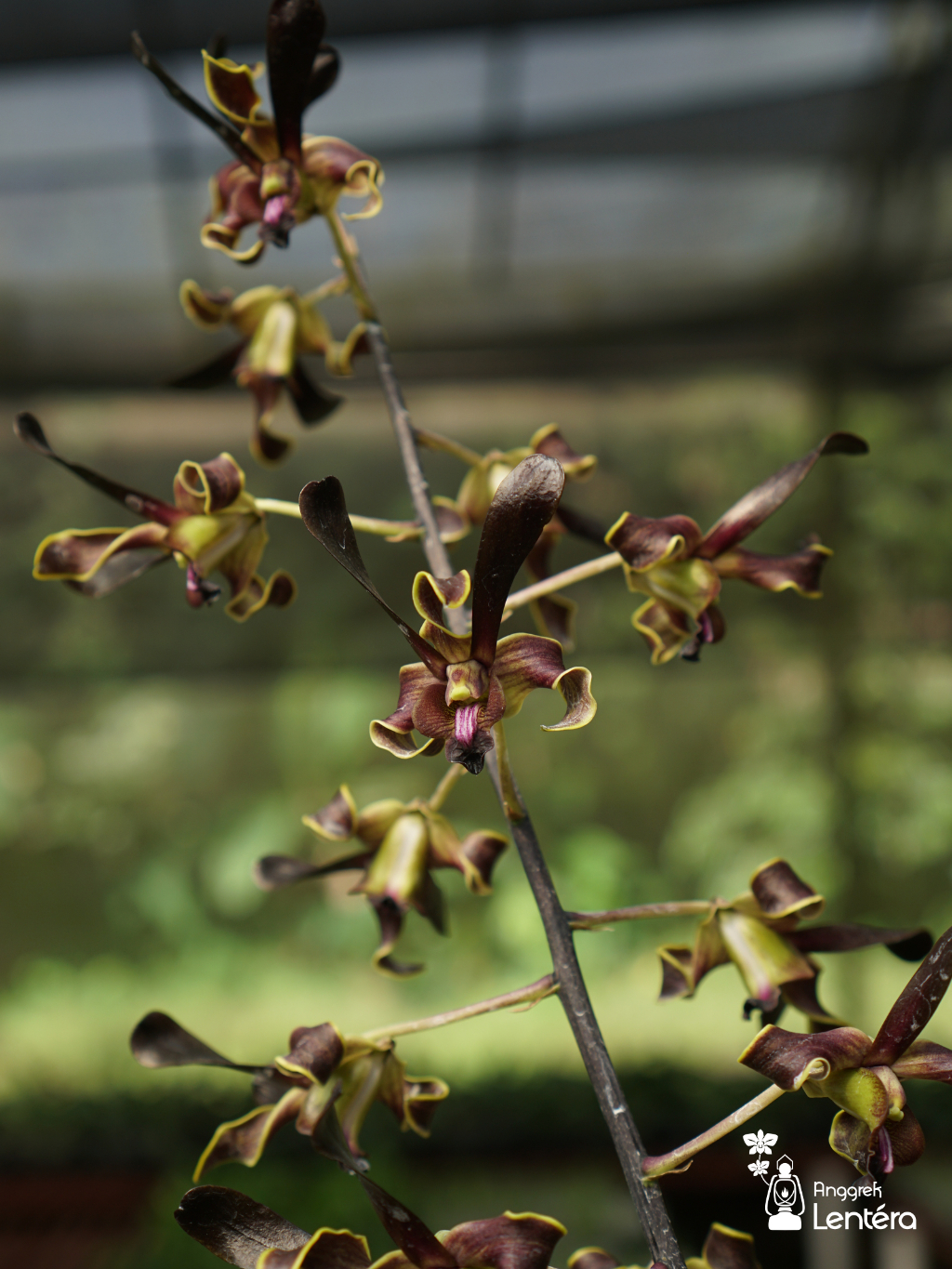 Jual Dendrobium Wishnu RARE & COLLECTOR ITEM Anggrek Koleksi Bunga ...
