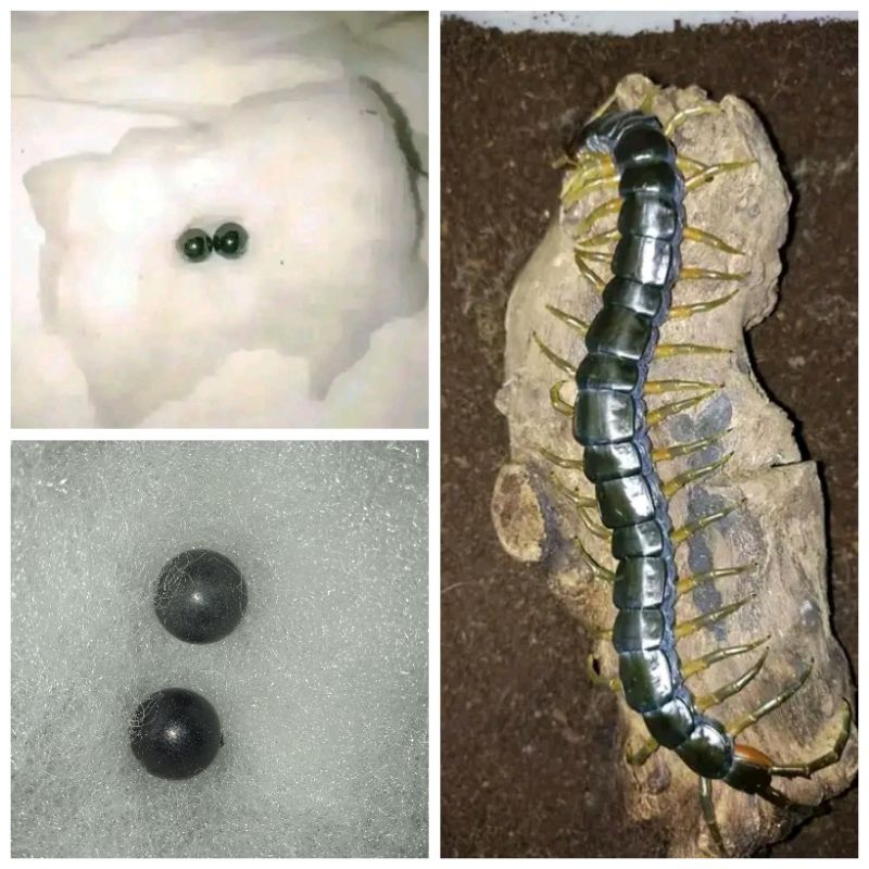 Jual satu pasang mustiko lipan hitam | Shopee Indonesia