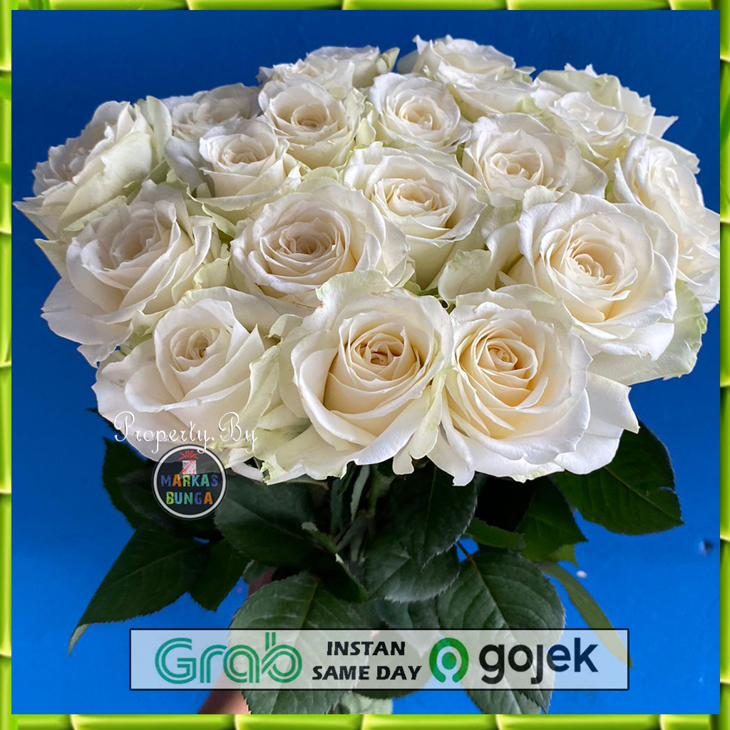 Jual Bunga mawar putih fresh per 20 tangkai | Shopee Indonesia