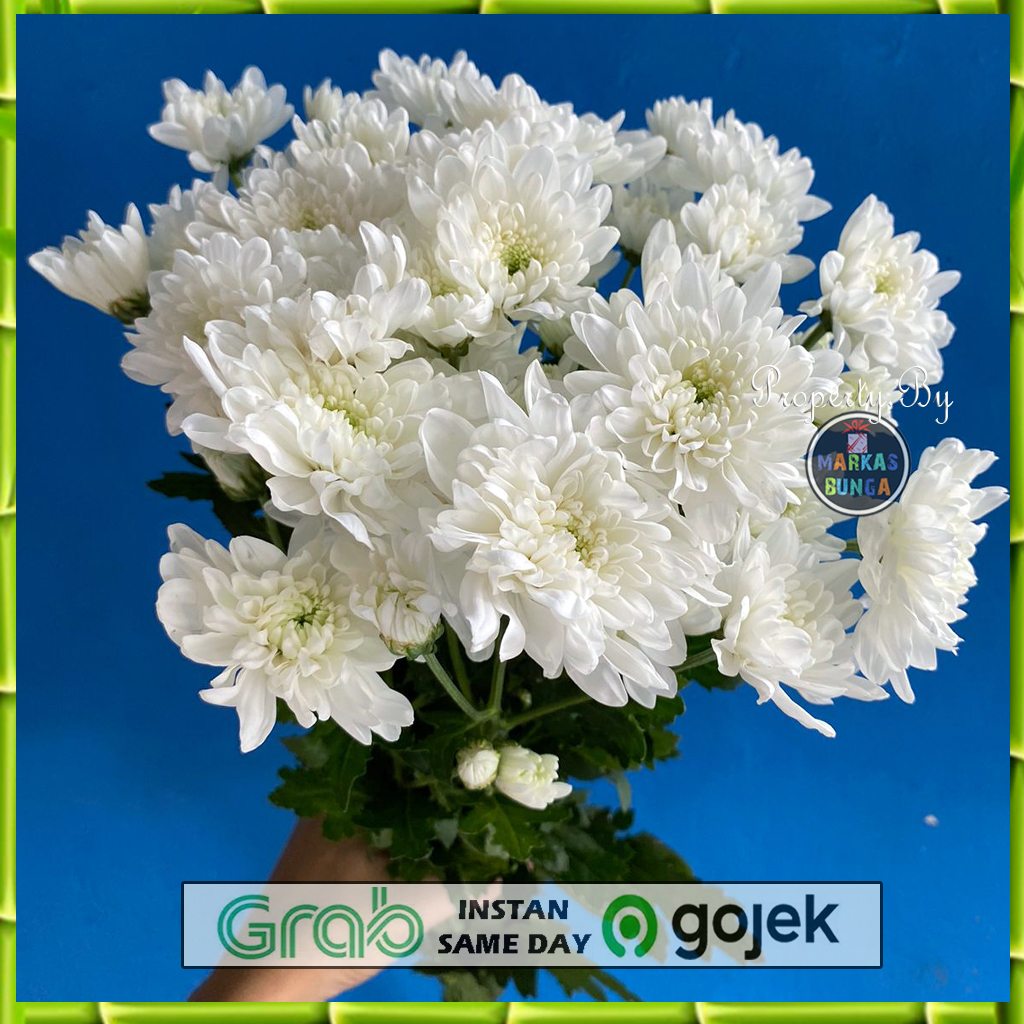Jual Bunga aster jimla fresh per 10 tangkai | Shopee Indonesia