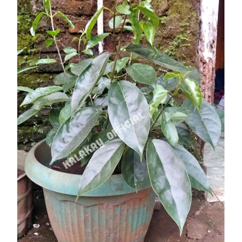 Jual Bibit Stek Cincau / Bibit Stek Batang Tanaman Cincau / Cincau Stek ... Jual Bibit Stek Cincau / Bibit Stek Batang Tanaman Cincau / Cincau Stek ...