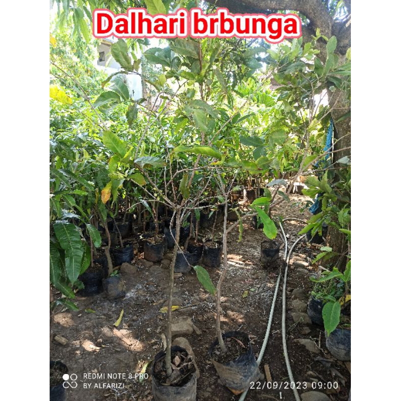 Jual bibit jambu dalhari berbunga (packing kayu) | Shopee Indonesia