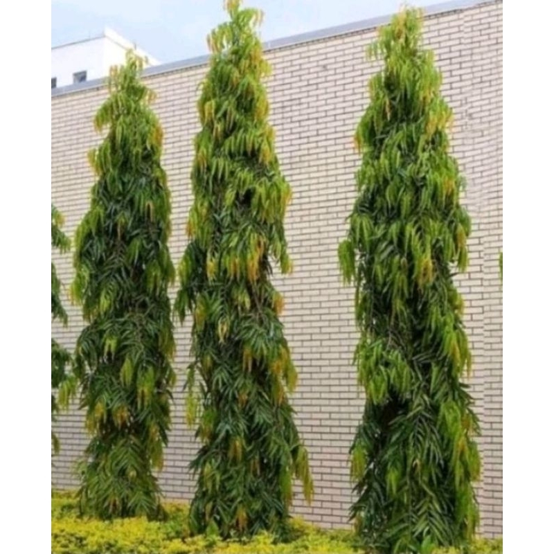 Jual Tanaman hias glodokan tiang Ukuran 1 Meter - Pohon glodokan tiang ...