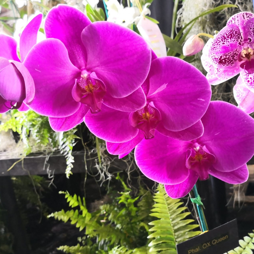 Jual Phal. Phalaenopsis OX Queen x self Seedling - Foresta Orchids Bumi ...