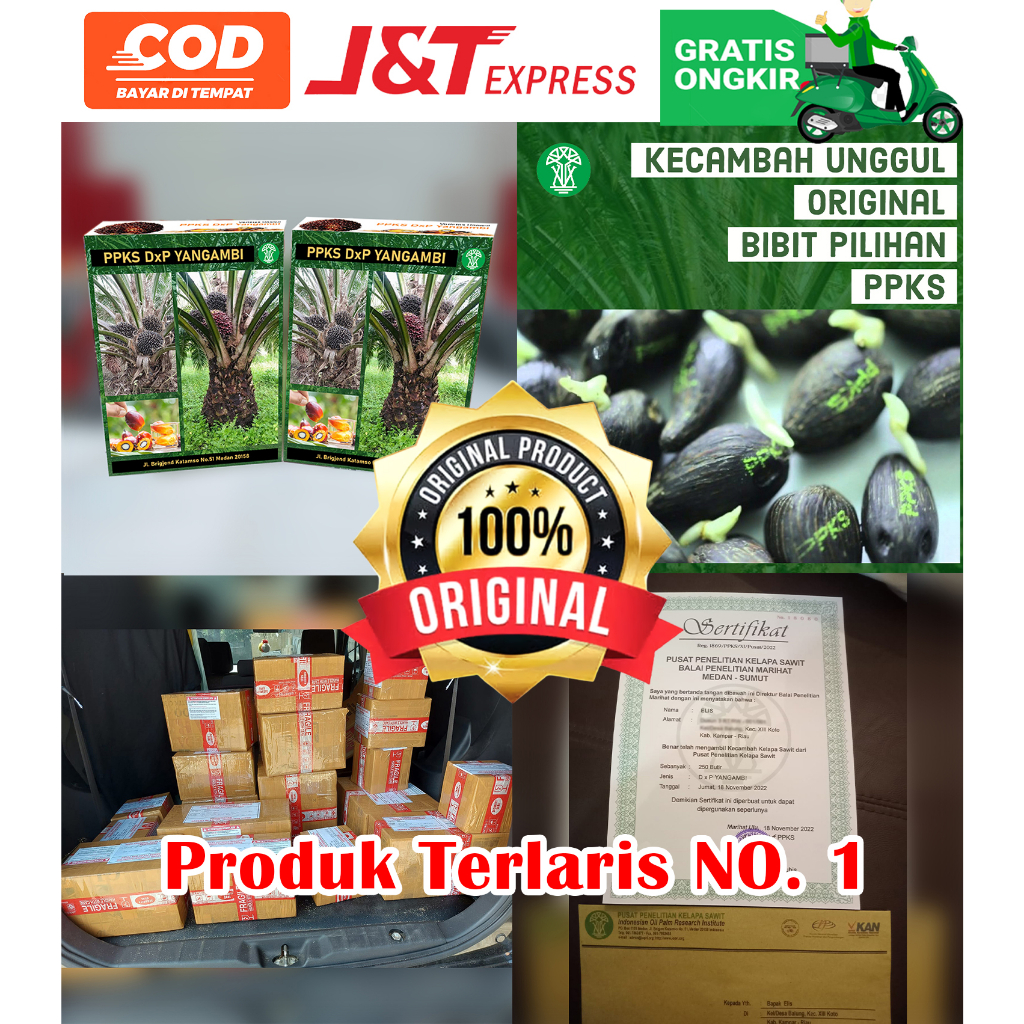 Jual PPKS DxP YANGAMBI SUPER UNGGUL HIGH KUALITAS DAPAT SERTIFIKAT ...