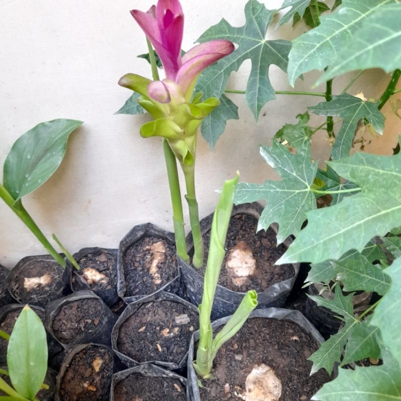 Jual bibit tanaman temulawak hitam / temu ireng / tanaman toga / apotik ...
