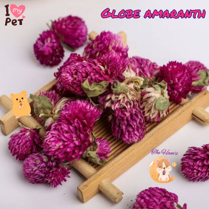 Jual (The Ham's) Globe Amaranth Hamster Forage Kandang Wangi | Shopee ...