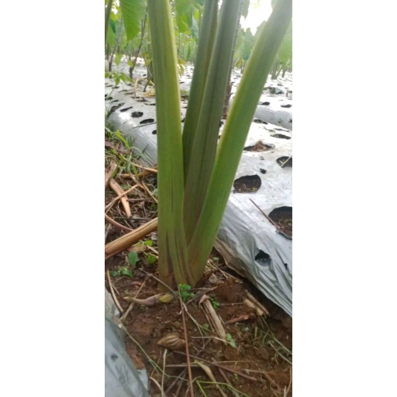 Jual paket bibit talas bogor jenis bentul 10 bibit | Shopee Indonesia
