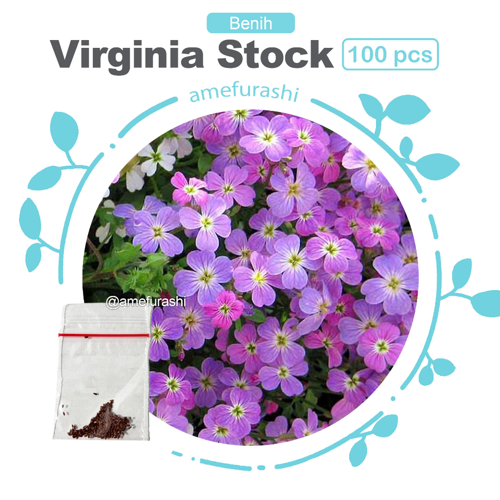 Jual Amefurashi 10 Benih Biji Bibit Bunga Peony Mix Paeonia Lactiflora ...