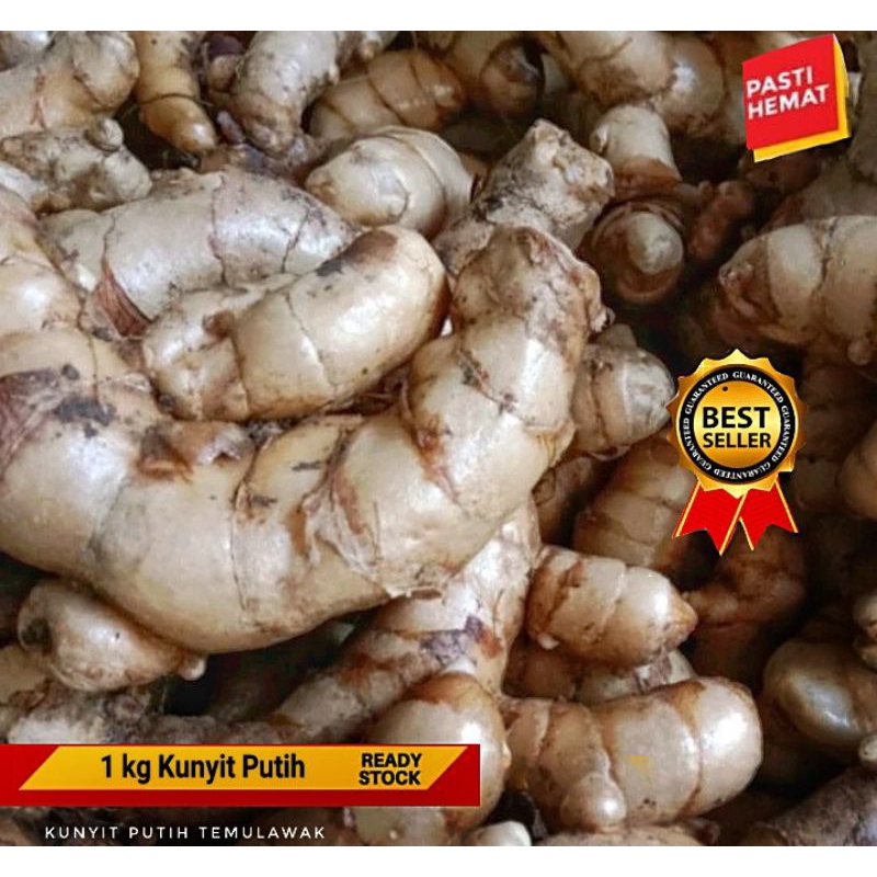 Jual Kunyit Putih 1 kg Segar - Temulawak Putih Di Ambil Fresh Dari Alam ...