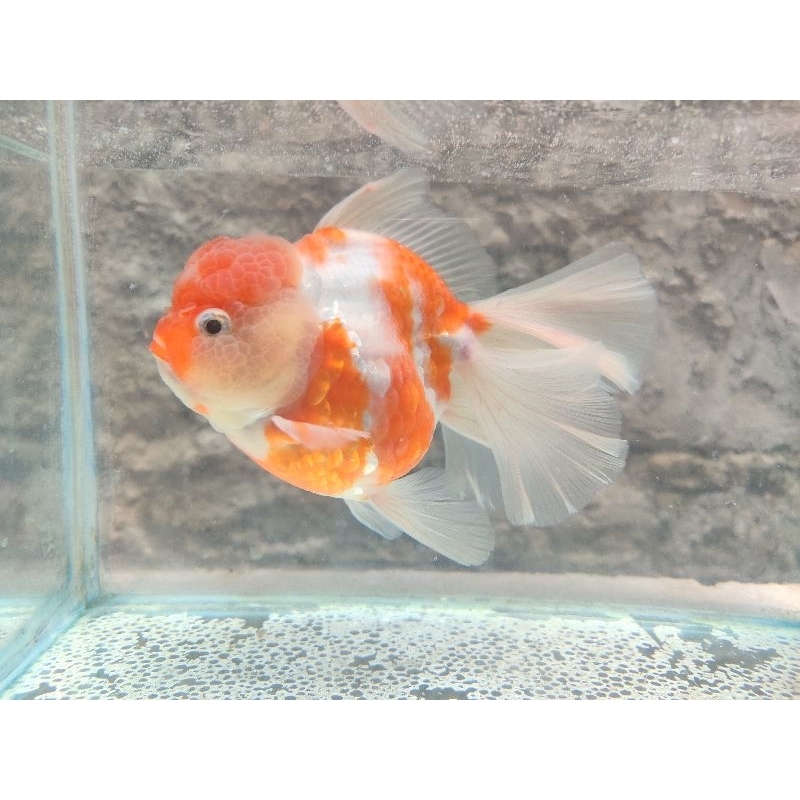 Jual Ikan Mas Koki - Oranda Sakura Rosetail BIG SIZE 15cm by tb team ...