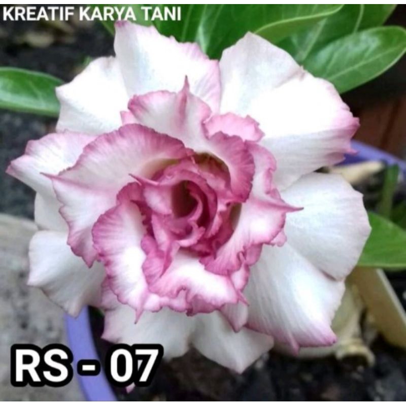 Jual Promo 10 10 Adenium Kamboja Jepang Bunga Tumpuk Berbagai Warna