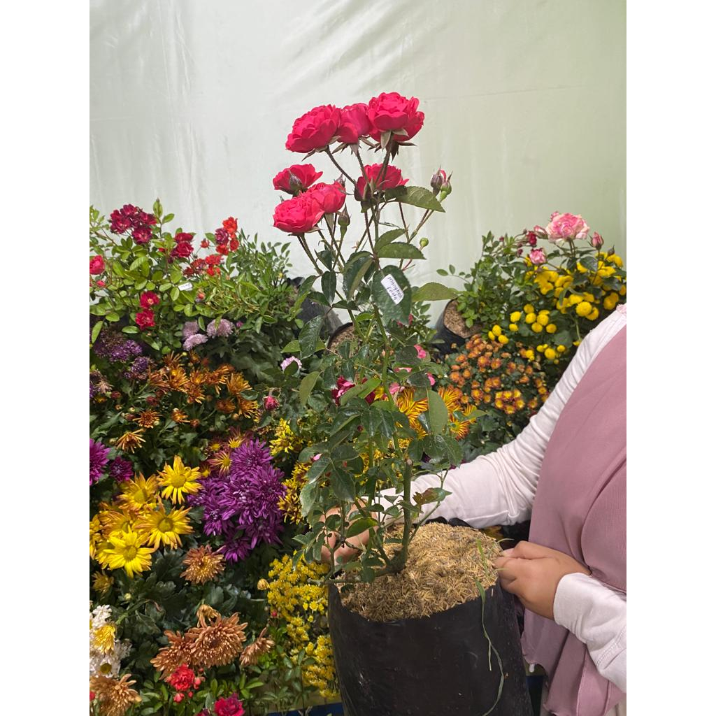 Jual Mawar Rambat Indukan Besar Climbing Rose Aneka Warna | Shopee ...