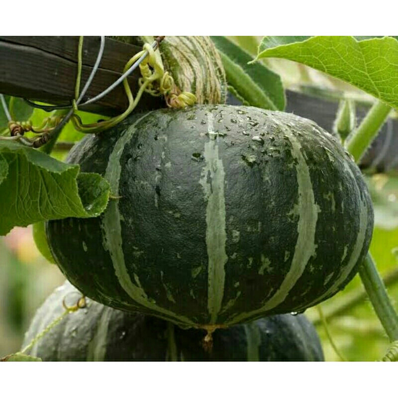 Jual [ Paket Isi 10 Seed ] Benih - Biji - Bibit Labu Jepang - Labu ...